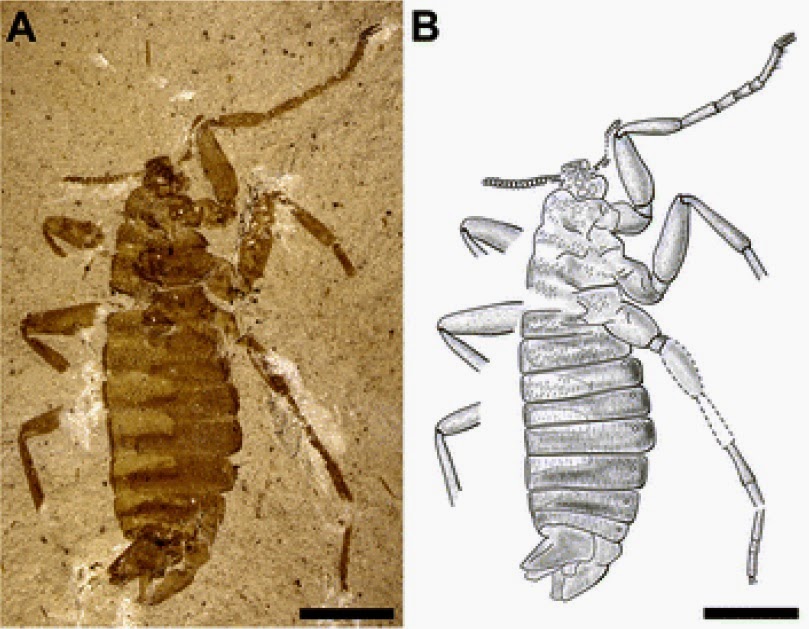 Sciency Thoughts: A new species of Flea from the Early Cretaceous of ...