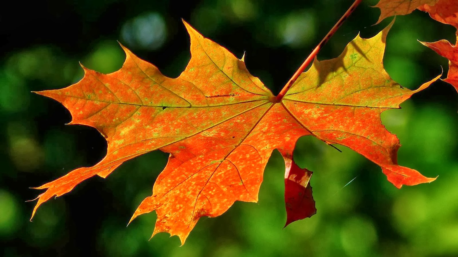 Ilmaisia kuvituskuvia: Vaahteranlehti