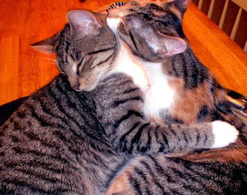 21 Animal hugging pictures (21 pics) | Amazing Creatures