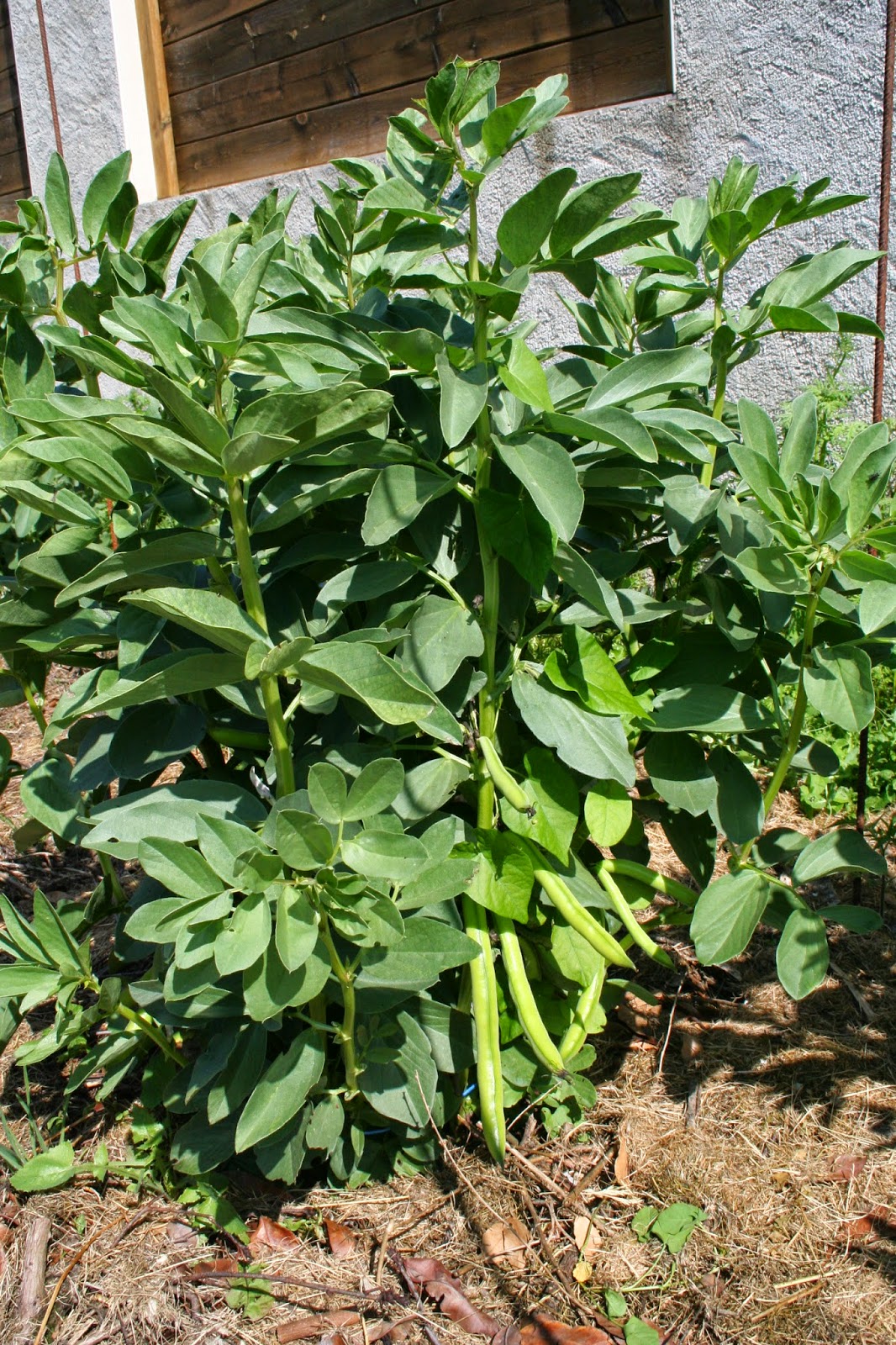 La feve - bonne pour le potager