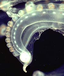 Real Monstrosities: Glass Octopus