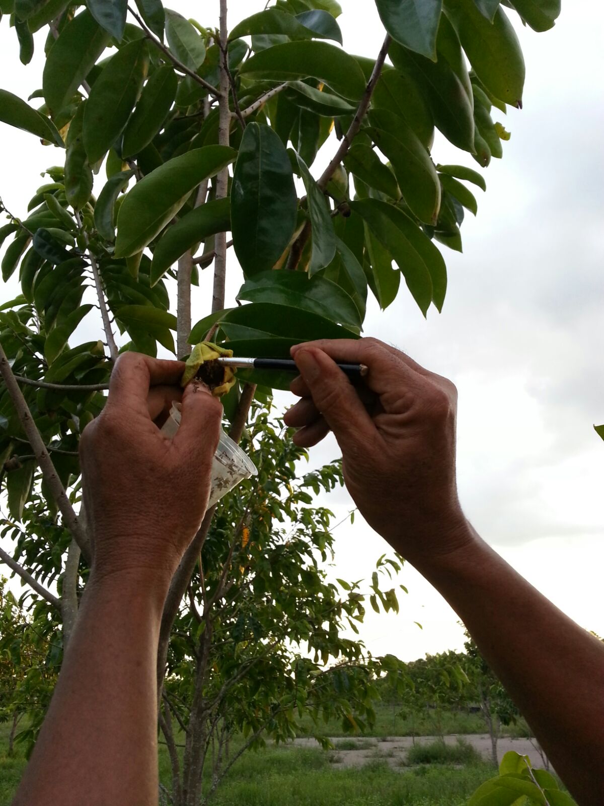 PENDEBUNGAAN DURIAN BELANDA