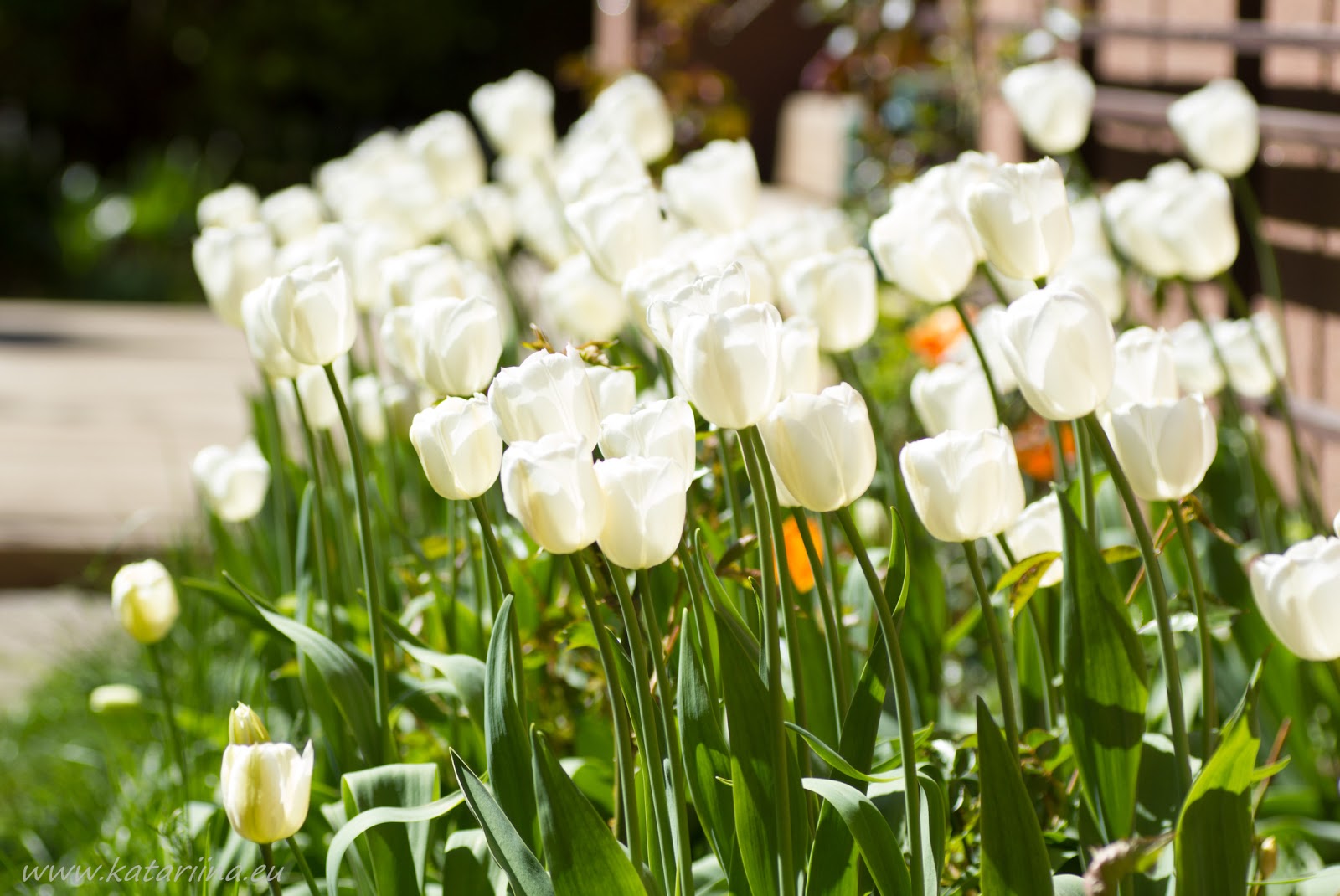 Katariina kudugurmee: Kevad on aias.