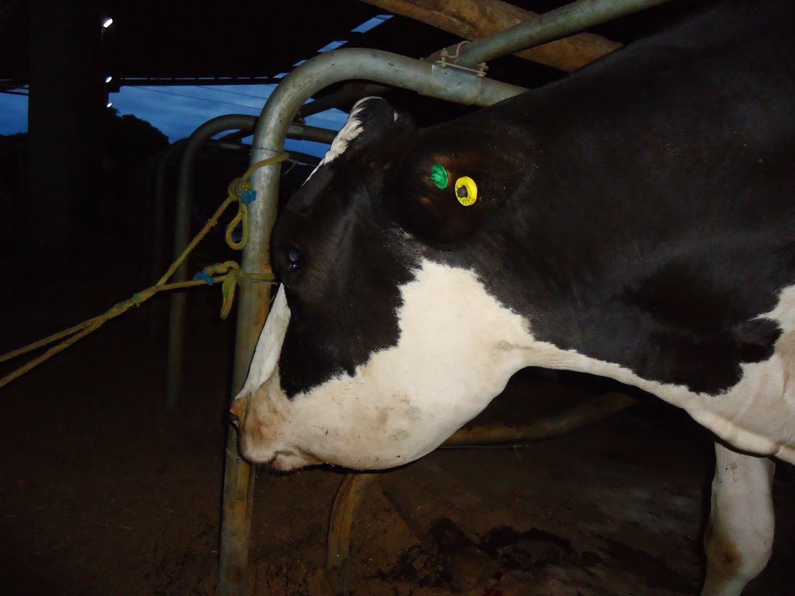 bacialeiteira.blogspot.com: ABCESSO SUBMANDIBULAR EM VACA HOLANDESA