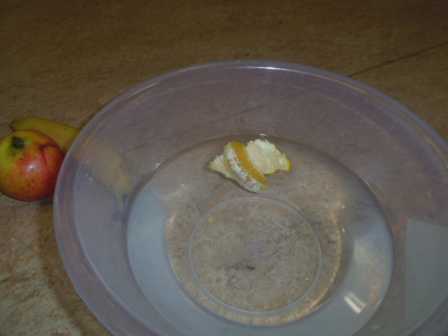 Science Projects: Floating Fruit