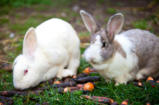 Eaton Square: {The Immaculate Garden}