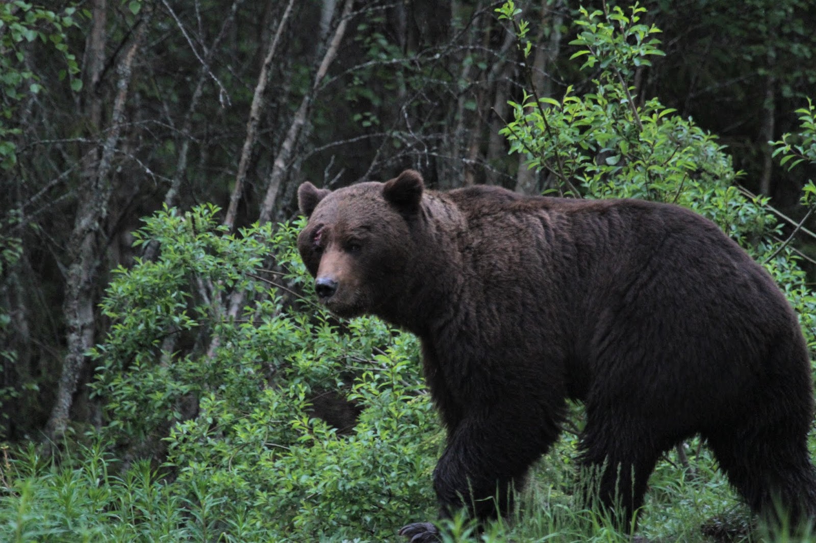 Karhujen kuvausta Arolan tilalla Ruhtinansalmella
