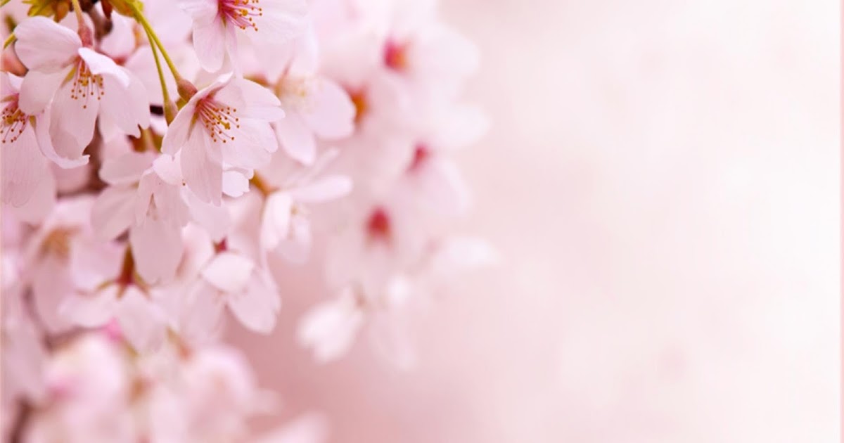 Pink peach PPT background