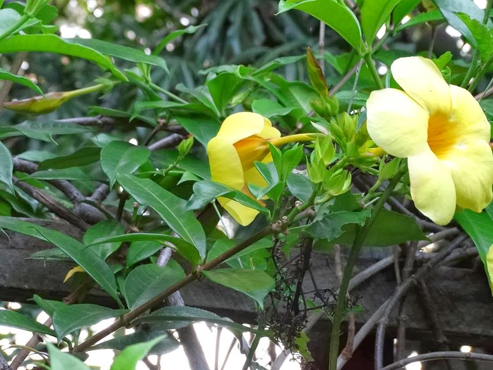 Meu Cantinho Verde: CAROLINA, ALAMANDA AMARELA - ( Allamanda cathartica )