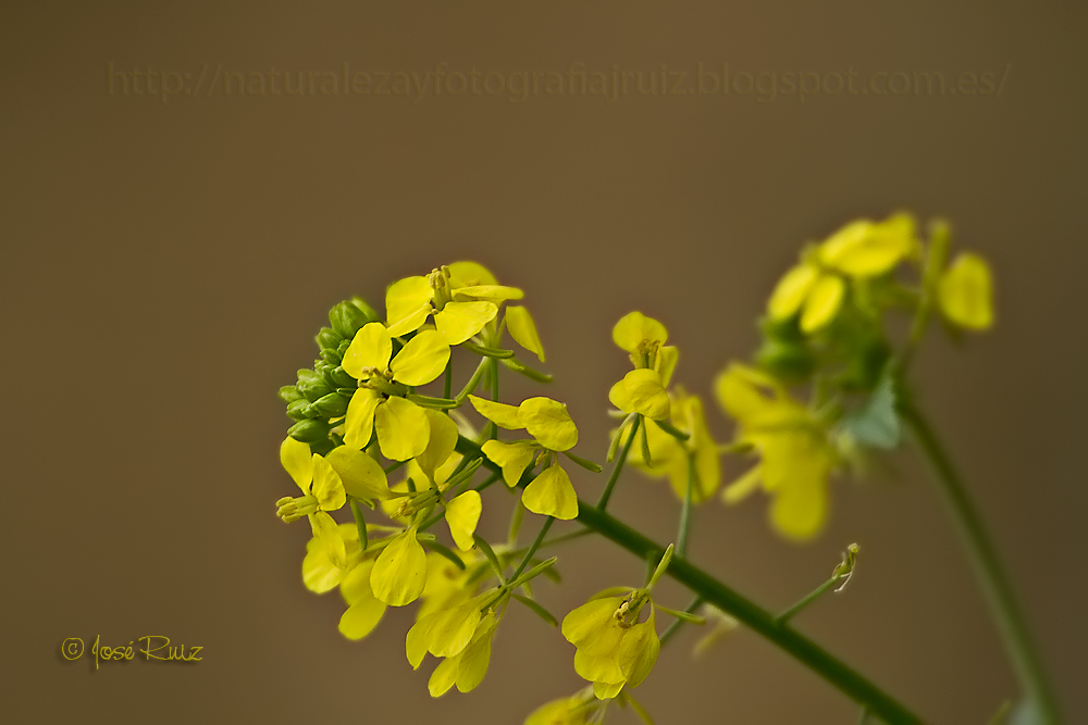 Naturaleza y Fotografía: Flores de Primavera
