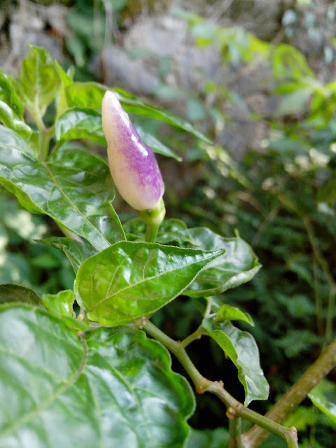 Endah Murniyati's Journey: TRICOLOR CHILLI PEPPER