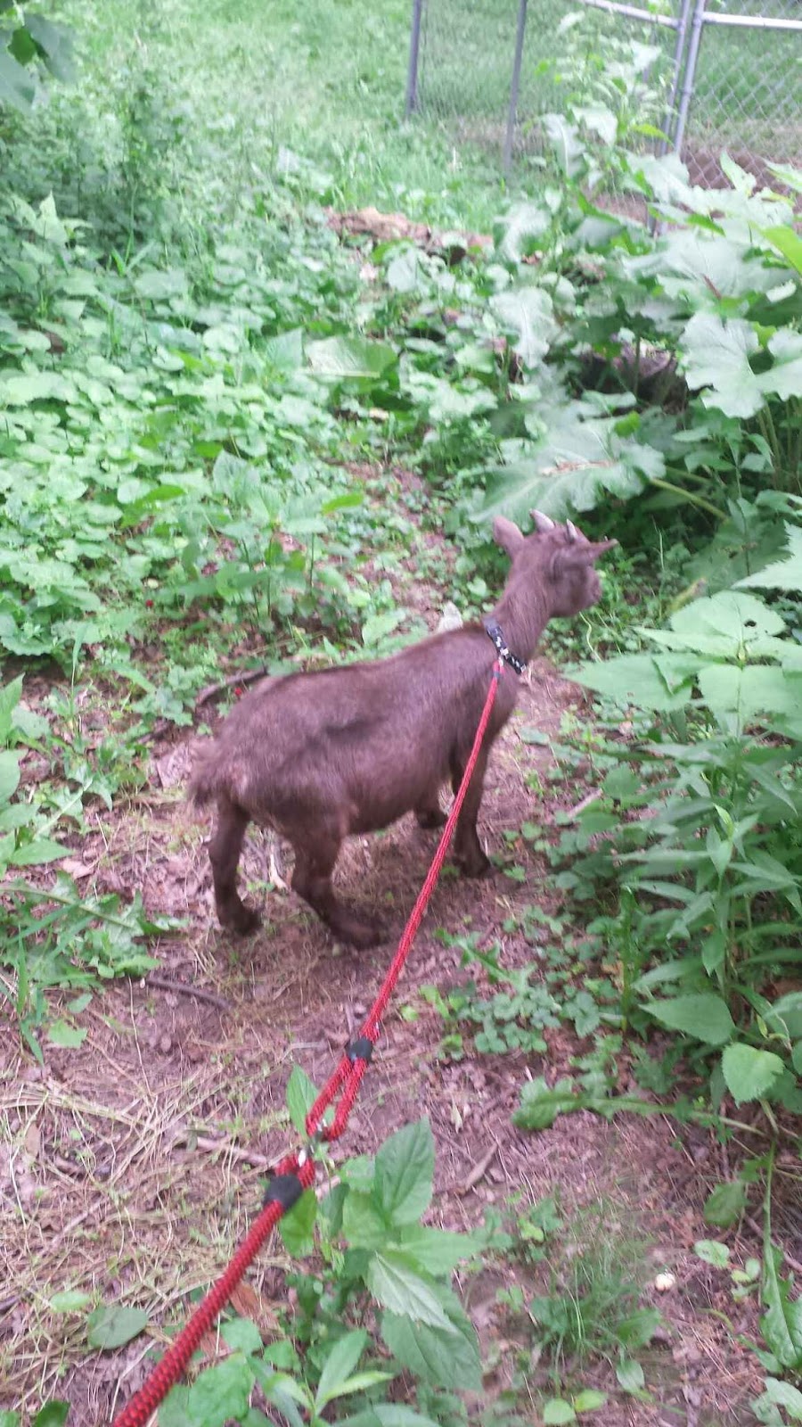 Soulstice Homestead: Dale and Andrea's Starving Artists' Food Forest ...