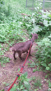 Soulstice Homestead: Dale and Andrea's Starving Artists' Food Forest ...