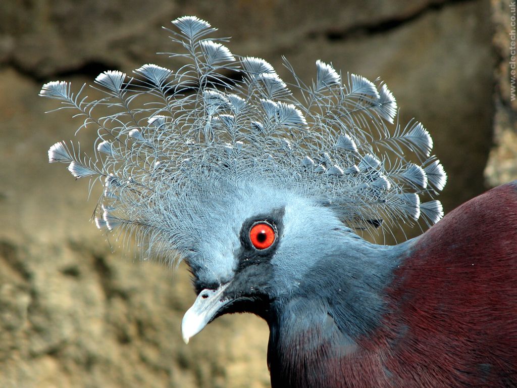 Mis amigas las palomas: Fotos especies de palomas exóticas (preciosas ...