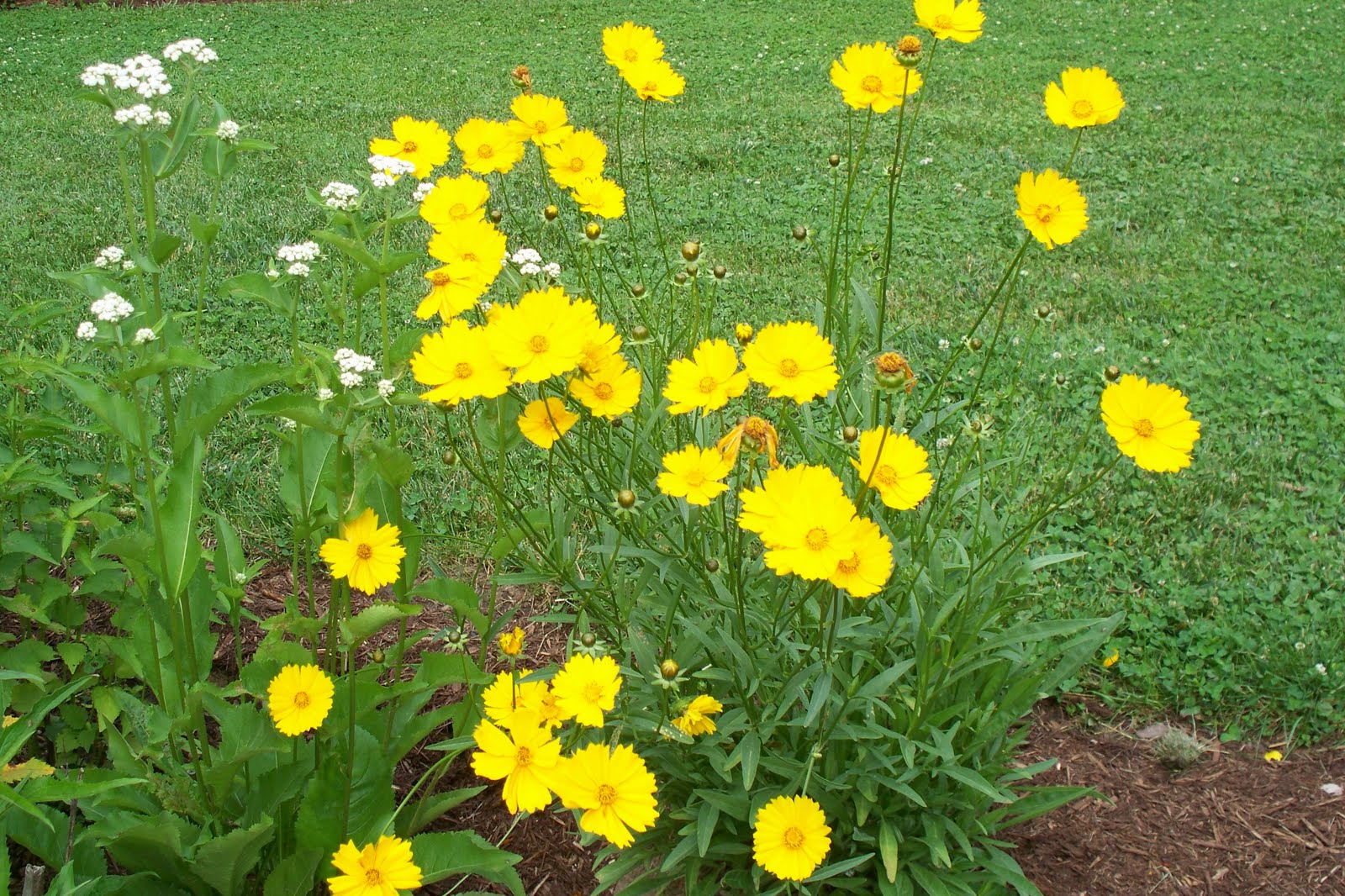 Garden Beauty: Tickseed Coreopsis lanceolata