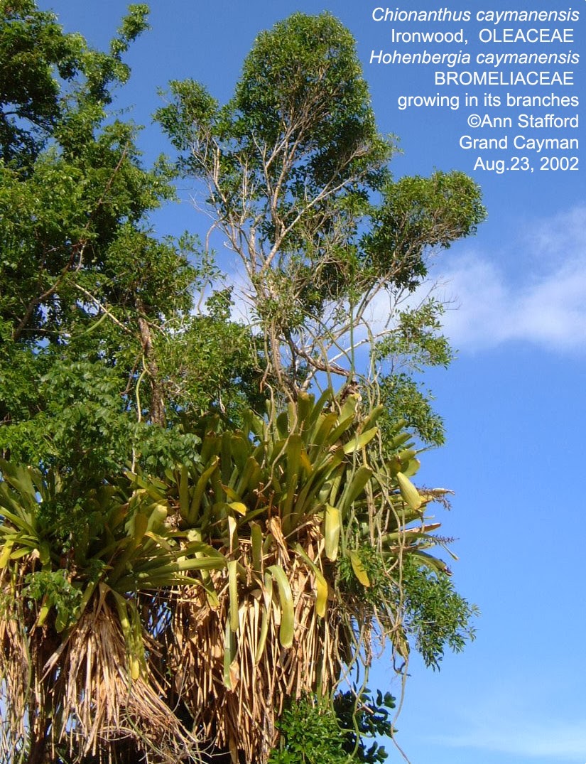 CaymANNature: Cayman PLANTS