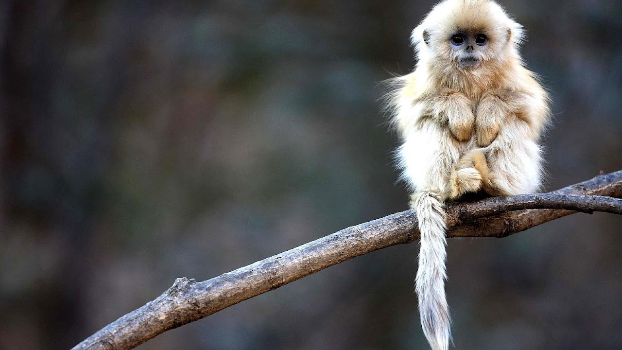 Endangered Animals Of China - Danger Choices