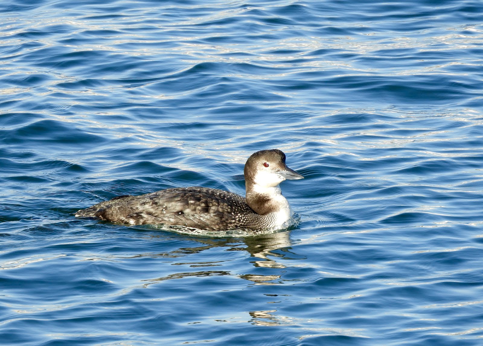 It's All About Purple: Pt. Pleasant, The Dauntless & The Loons...