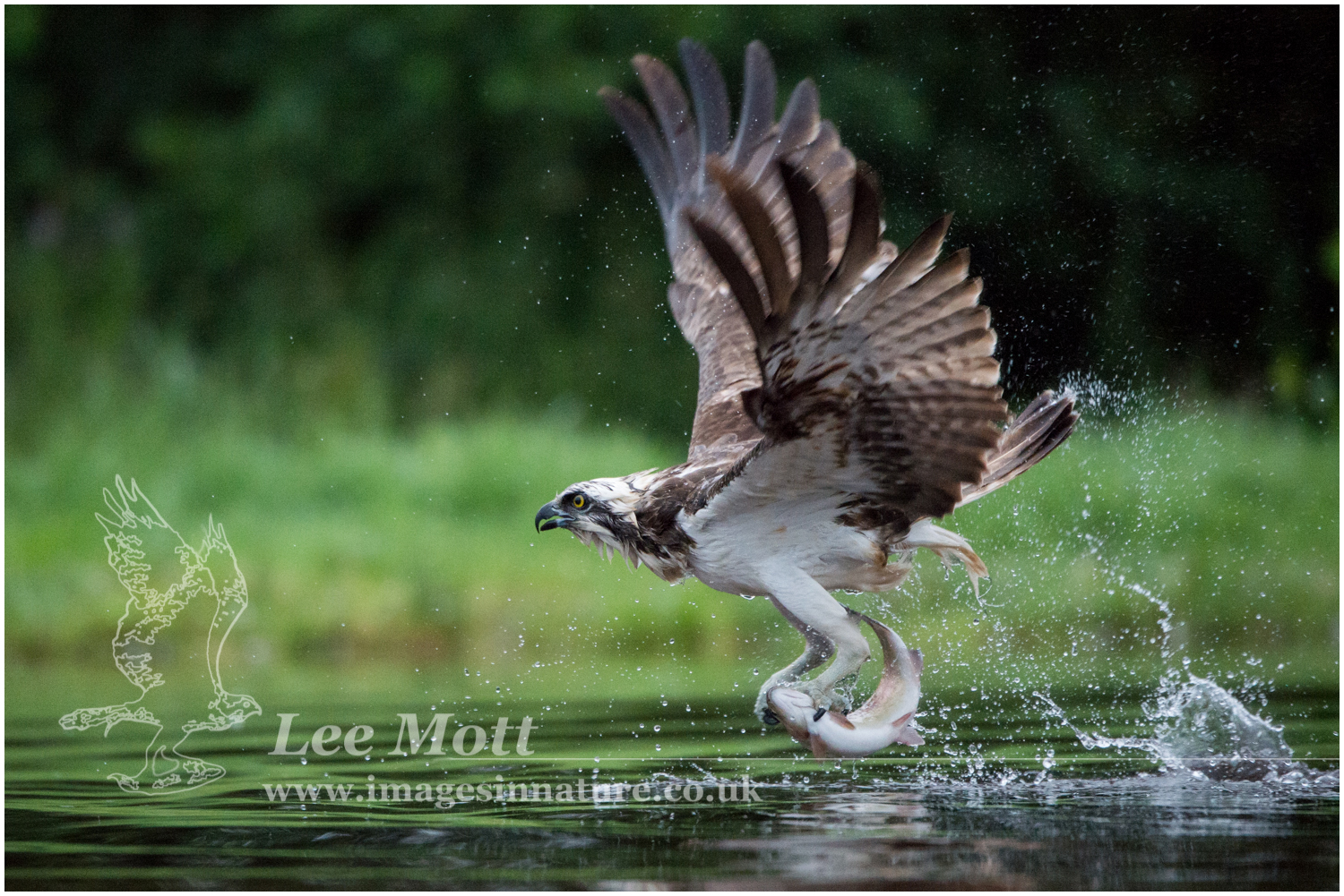 Lee Mott Photography