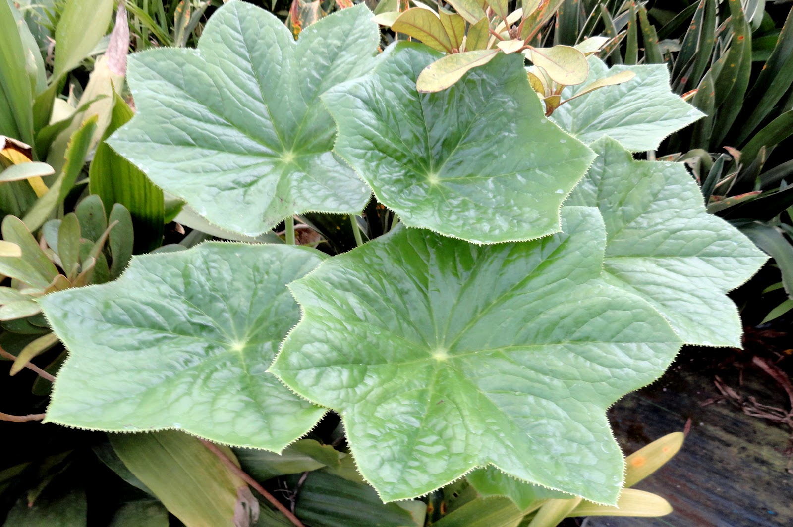 danger garden: Foliage Follow-up: Podophyllum and a few other things…