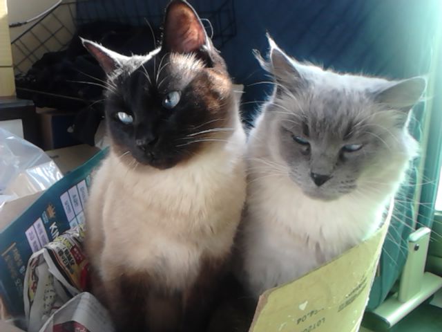 Capt Jang: [Cap.Jang Cat] 22.Kay is a 15 year old Siamese (ケイは15歳のシャム猫です)