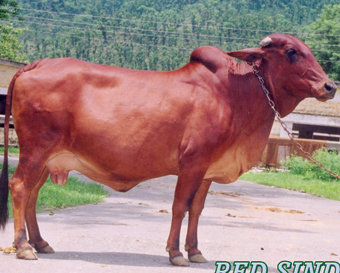 Sapi Perah: JENIS-JENIS SAPI PERAH