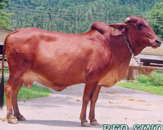 Sapi Perah: JENIS-JENIS SAPI PERAH