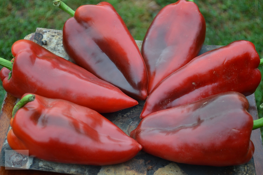 Ardei copti in sos de smantana - CAIETUL CU RETETE