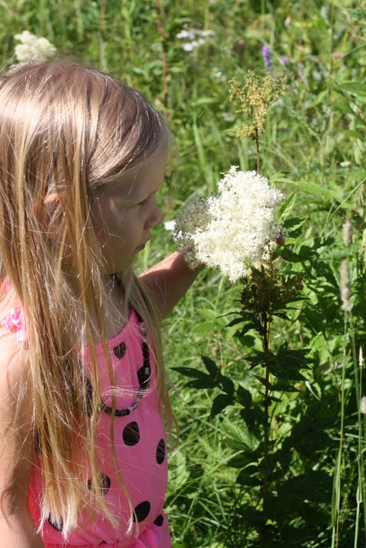 Kaikki äitini reseptit: Mesiangervo