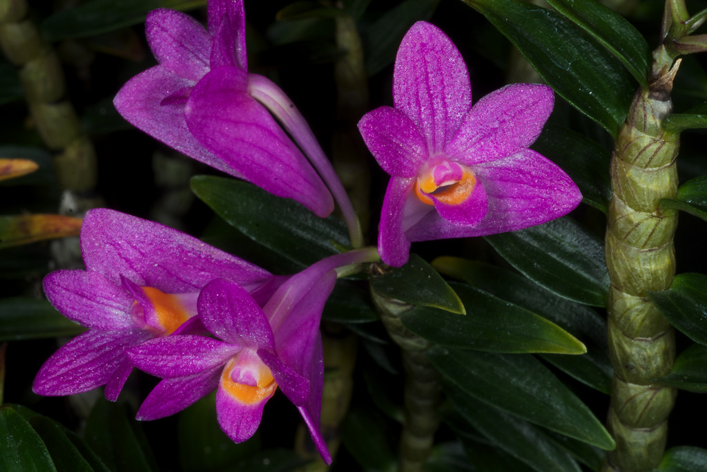 Dendrobium hasseltii care and culture | Travaldo's blog