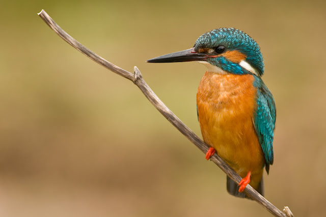 Roger Pujol i Piazuelo - Natura i fotografia: El blauet, la joia dels ...