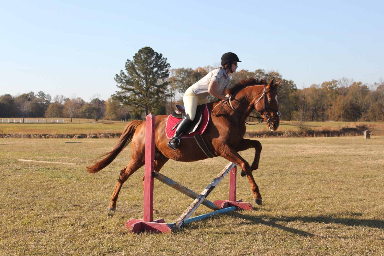 Springstone Horses: Suppleness - Using a Jumping Exercise to Improve ...