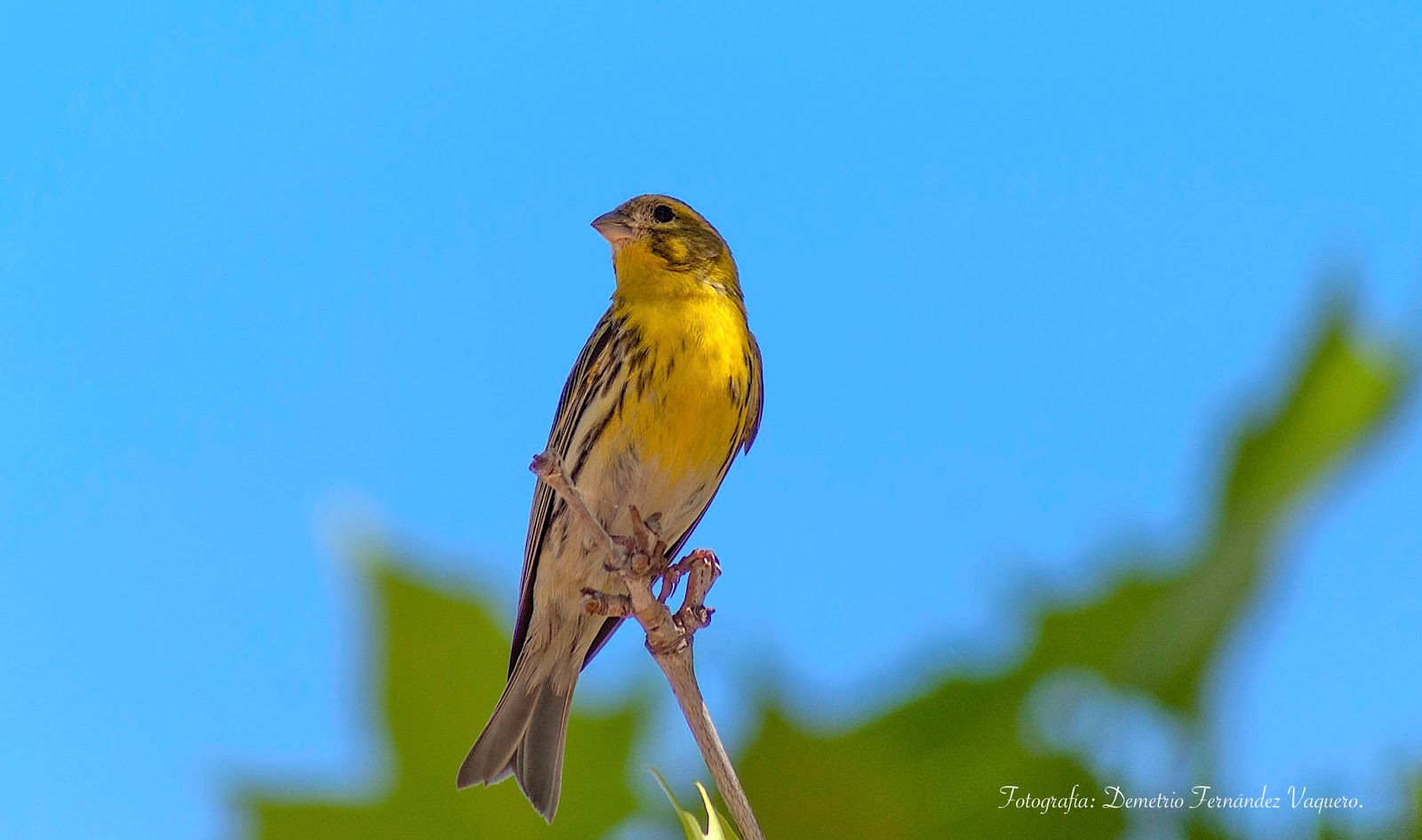 Pájaros insectívoros y cantores - 2 fotografías | Fotografía Demetrio ...