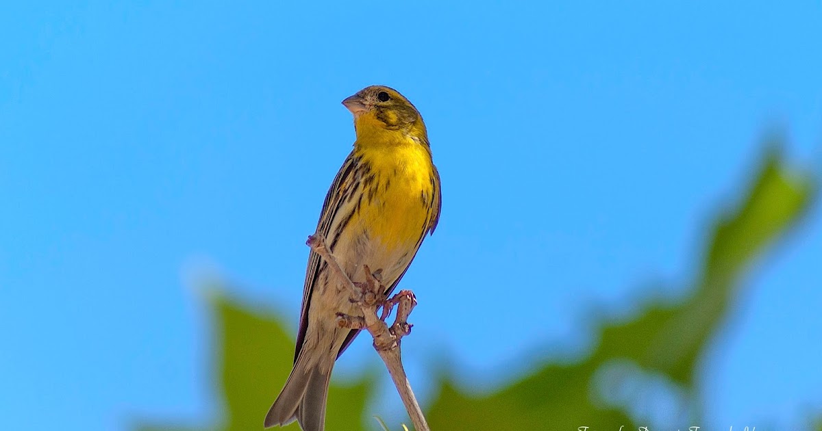 Pájaros insectívoros y cantores - 2 fotografías | Fotografía Demetrio ...