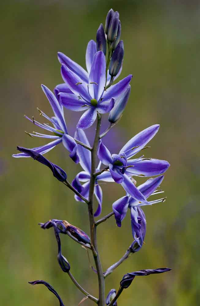 Island Time on Yellow: Got White Camas?