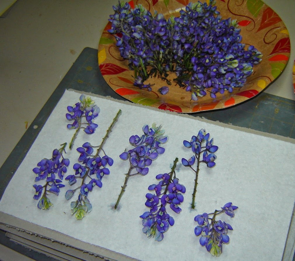 Pressed Garden: How to Press Texas Bluebonnets