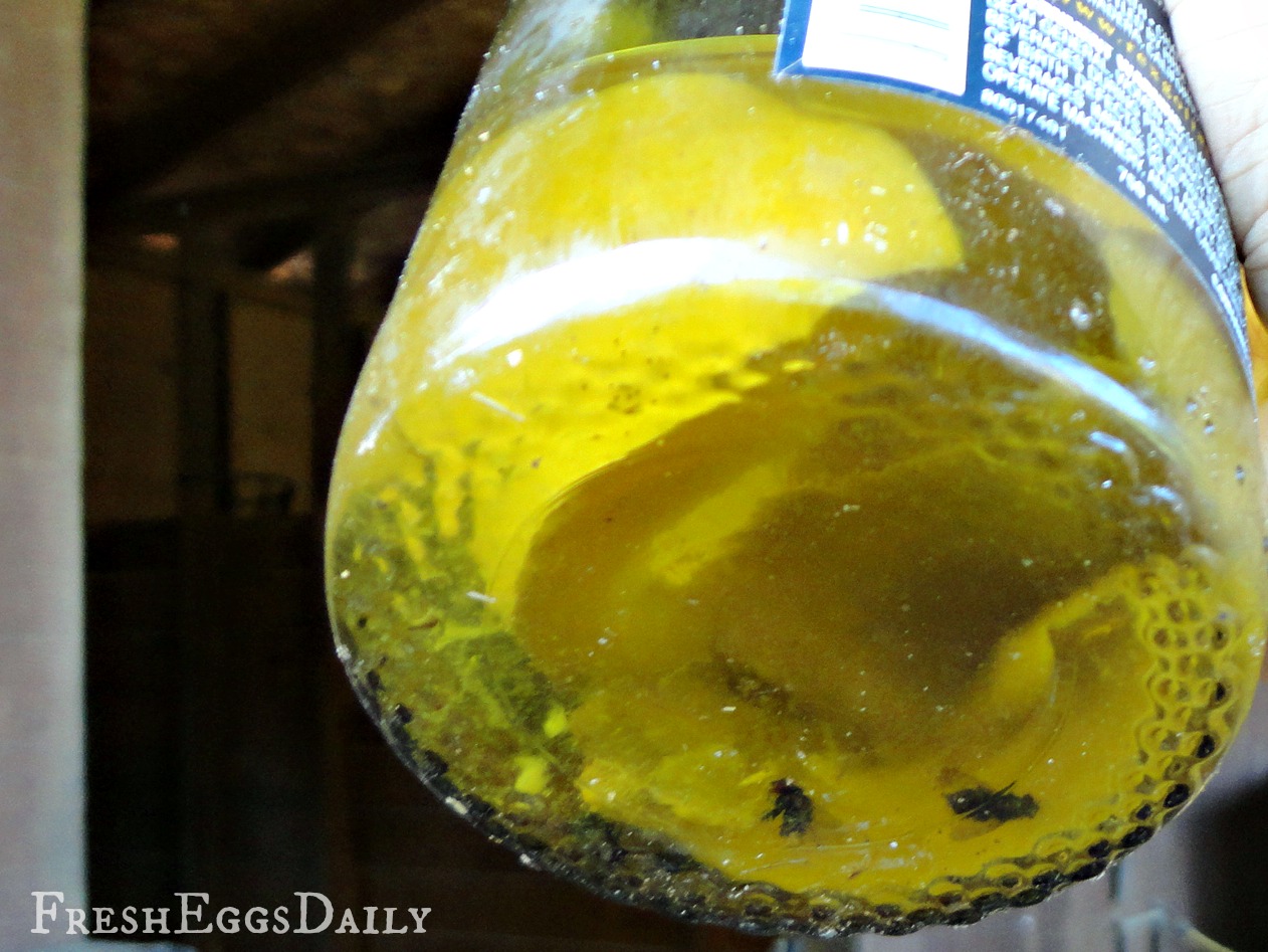 DIY Wine Bottle Fruit Fly Catcher - Fresh Eggs Daily® with Lisa Steele