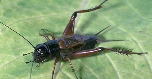 Notes from a Jewish Thoreau: Crickets chirping: That sweet, sad sound ...