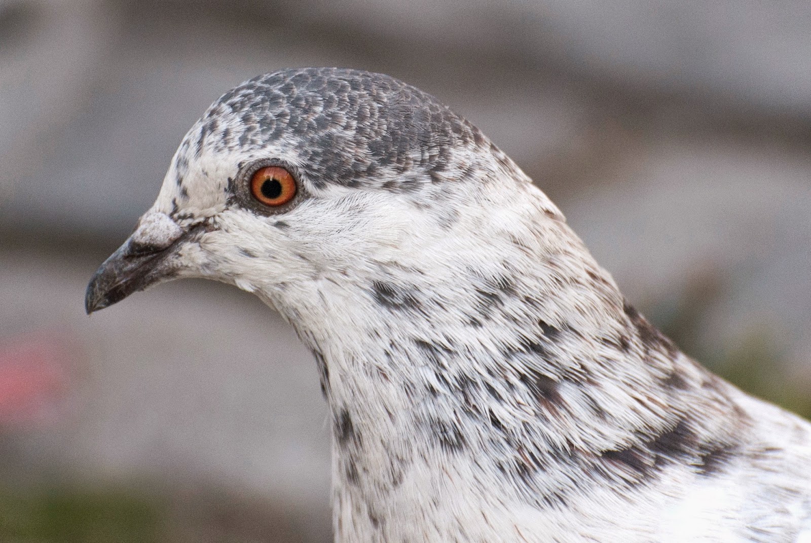 Urban Wildlife Guide: Pretty Pigeons