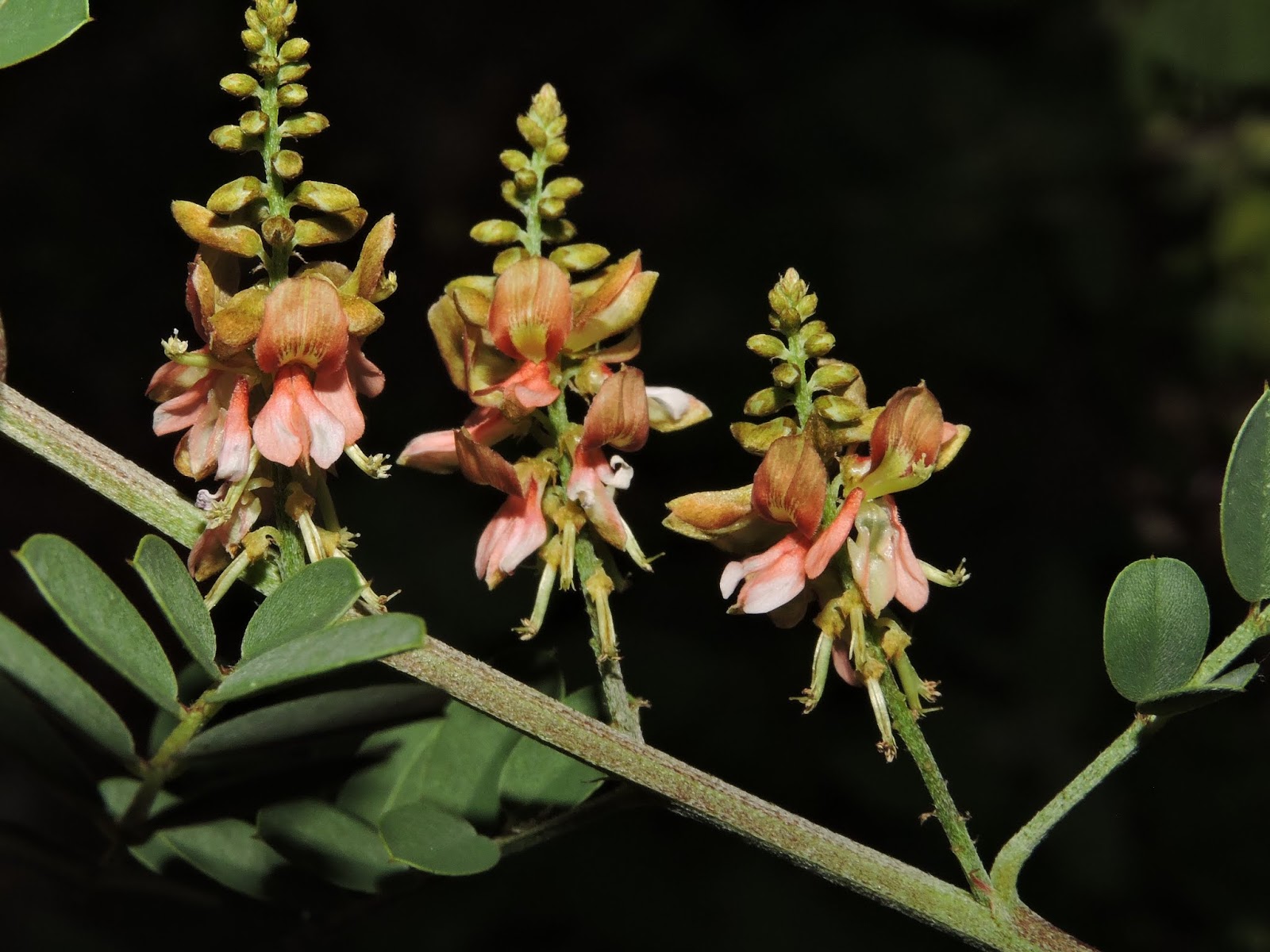 Fabaceae - Leguminosae no Brasil: Fabaceae - Indigofera suffruticosa ...