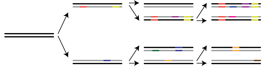 The heteroduplicity of error prone PCR plasmids