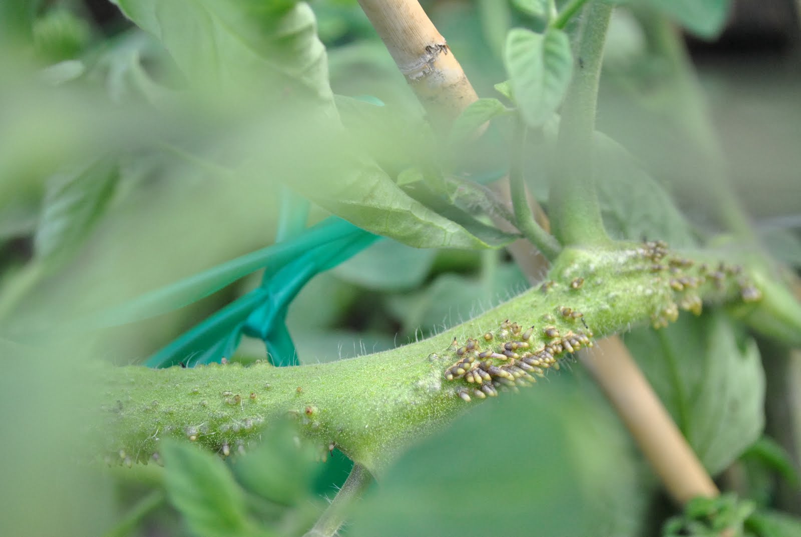 Sheila Atchley Designs: Tomato Stem Primordia, and Storm Damage