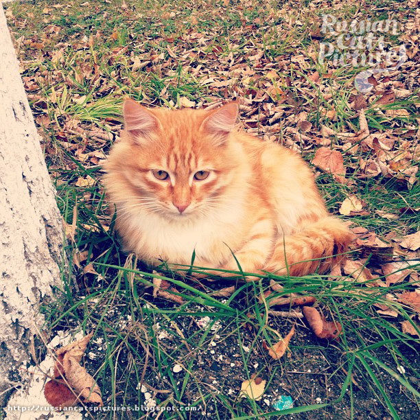 Sad Instacats — Russian Cats Pictures