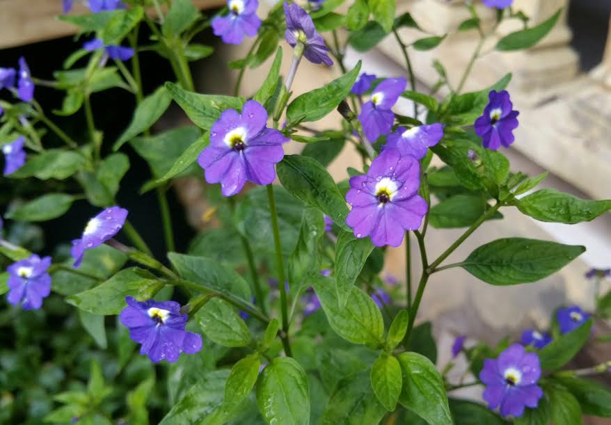 Life is a garden......Juntaian Kesidang: Browallia viscosa "amethyst ...