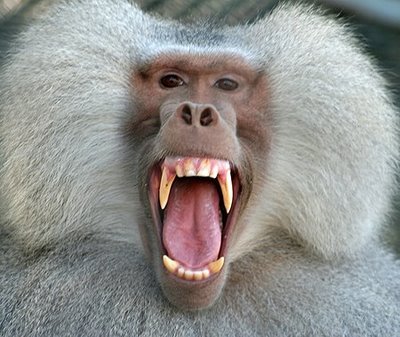 Planeta Animal: Babuíno.