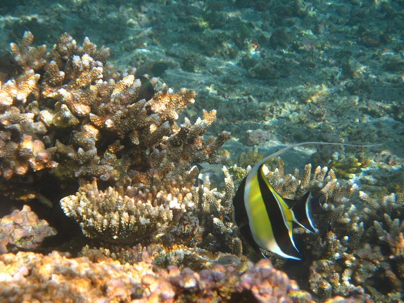 Lagons de la Réunion et ses poissons tropicaux: 2012 30 juin Lagon ...