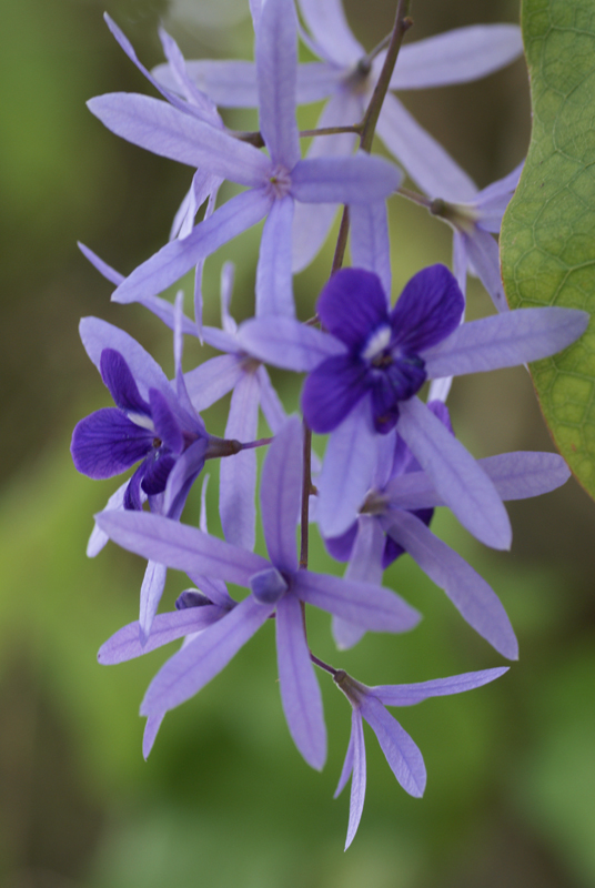 Flower Dictionary: Blue Bird Vine