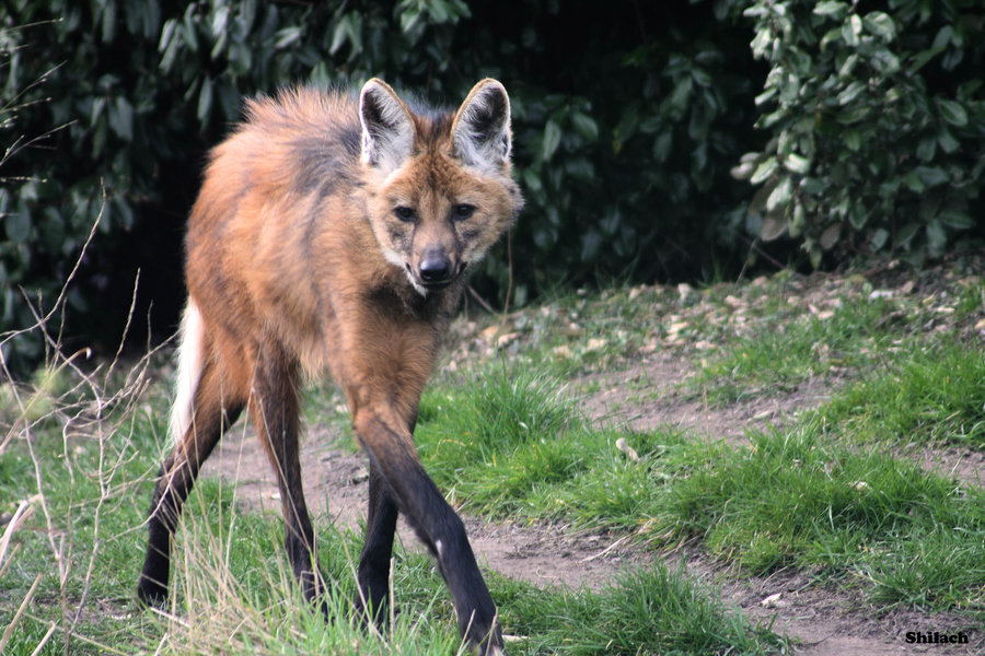 Brazil klon 8 spesies haiwan | SK Jeram Batu 20