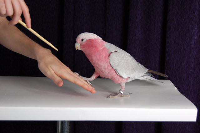 ADIESTRAMIENTO Y MANEJO DE LOROS