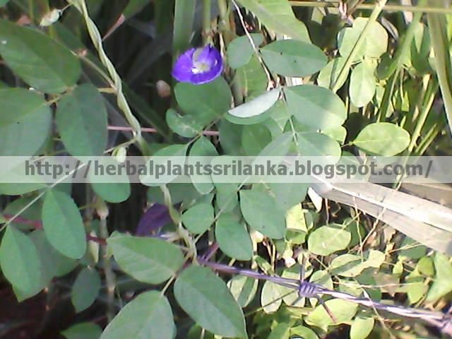 CLIORIA TERNATEA -නිල් කටරොඩු /නිල් කටරොදු